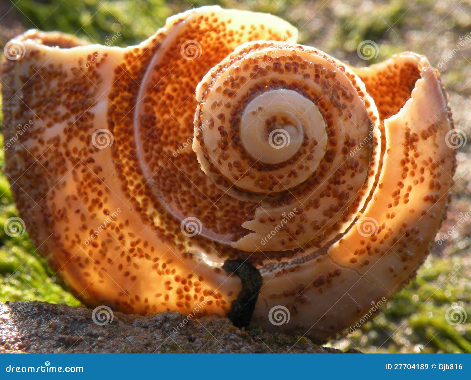 Half Shell stock image. Image of beach, seashell, beige - 27704189