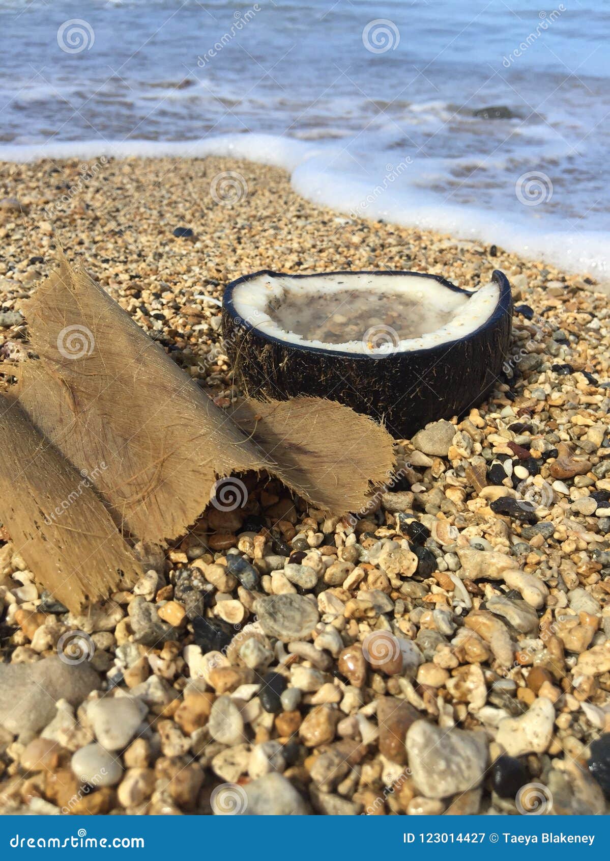 Coconut wave stock image. Image of shell, wave, water - 123014427