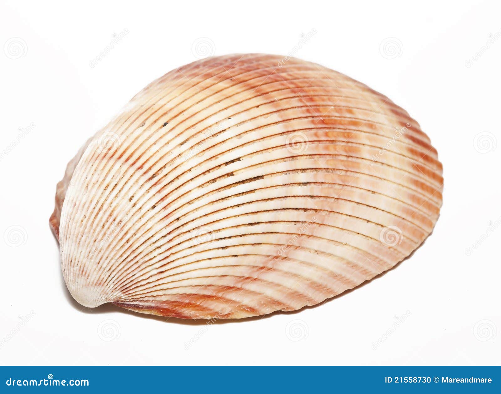 Half shells stock photo. Image of isolated, studio, aquatic - 21558730