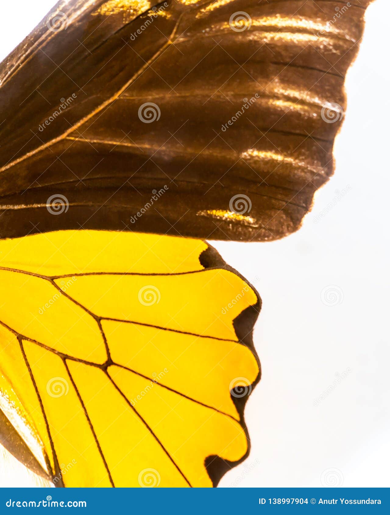 Half Side Wing of a Yellow Butterfly Stock Photo - Image of side, wing ...