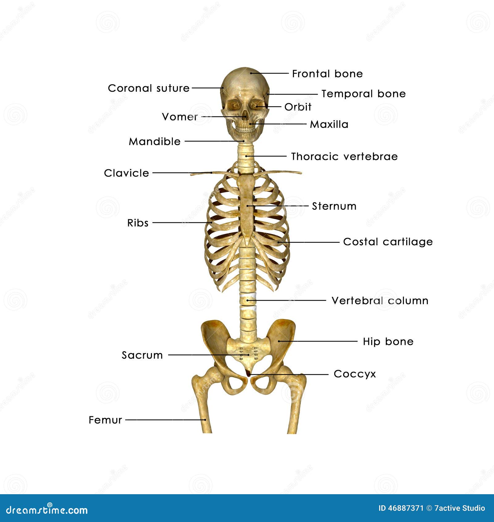 Half skelet stock illustratie. Afbeelding bestaande uit model - 46887371