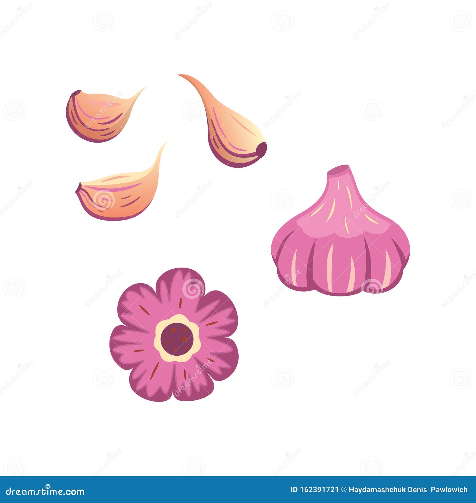 Half, Slice and Whole Garlic Isolated Vector Set. Vitamin Vegetable Set ...