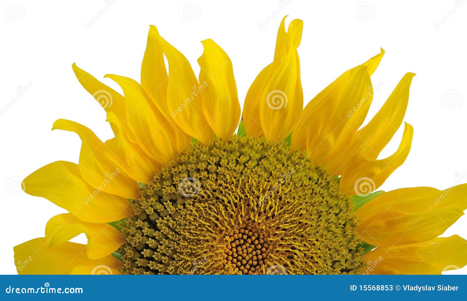 Half of sunflower stock image. Image of nature, sunflower - 15568853