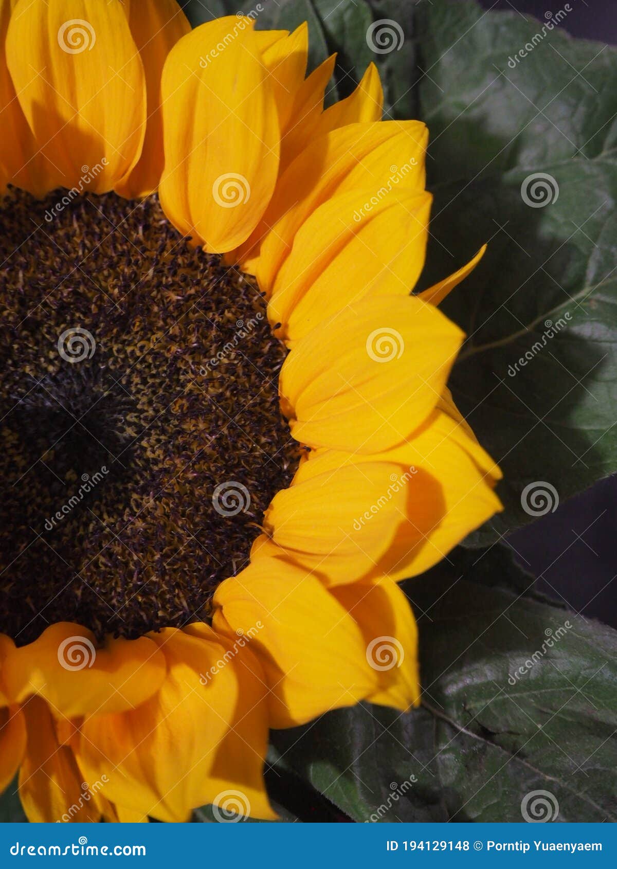 The half sunflower stock photo. Image of sunflower, floral - 194129148