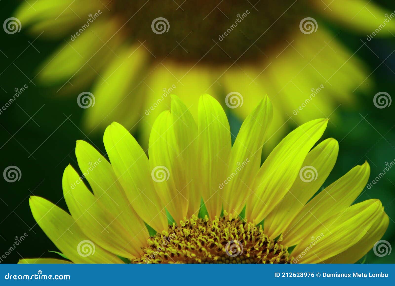 Half Of Sunflower On A Dark Background Royalty-Free Stock Photo ...
