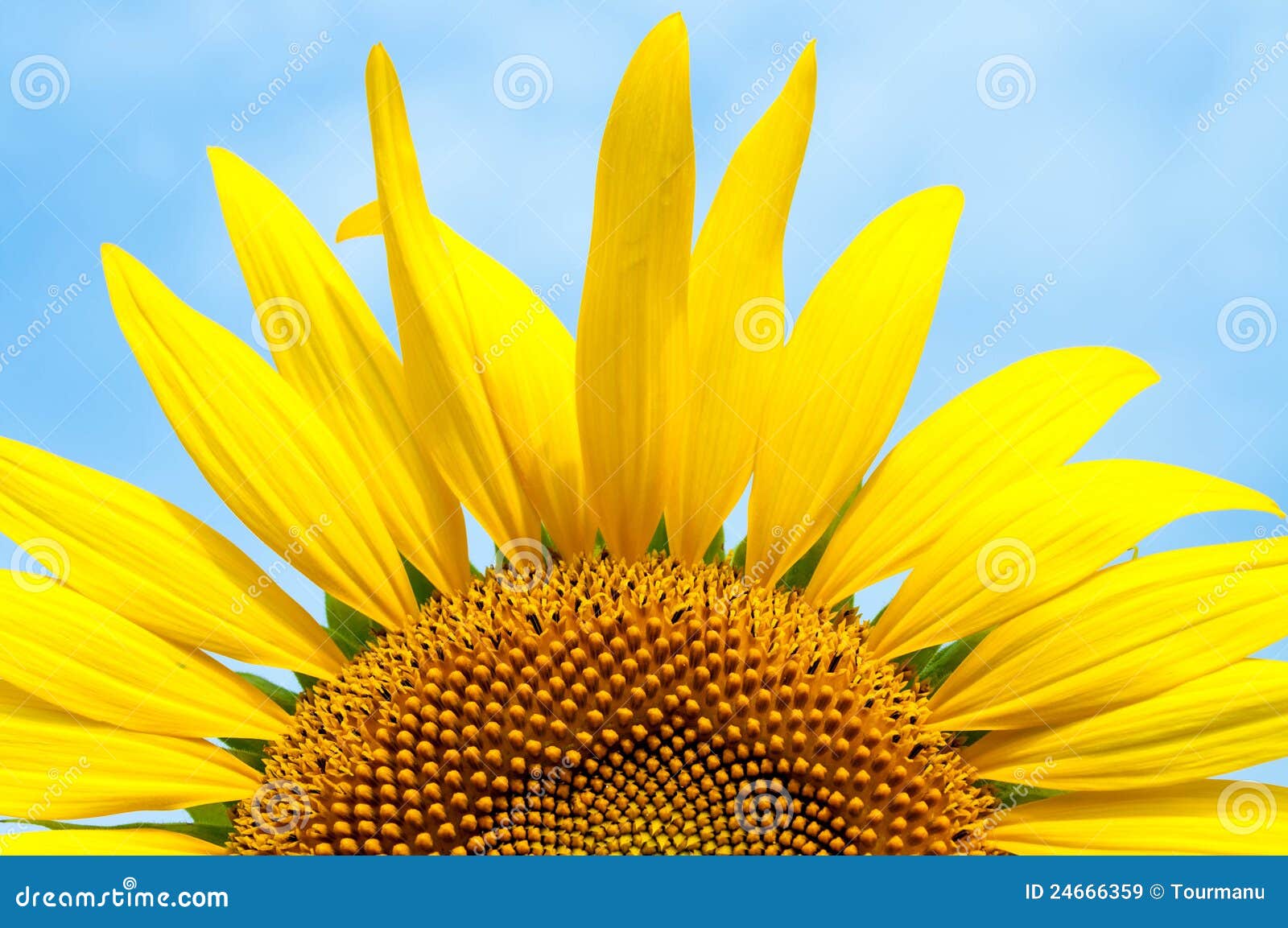 Half sunflower stock image. Image of organic, blue, leaf - 24666359