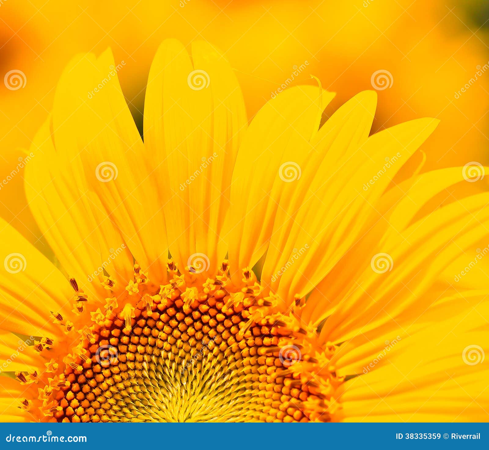 A half of sunflower stock image. Image of natural, black - 38335359
