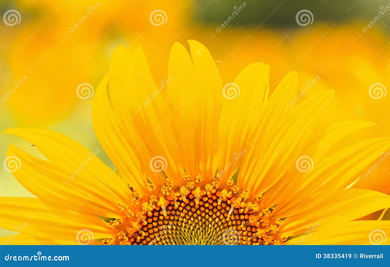 A half of sunflower stock image. Image of leaves, colorful - 38335419