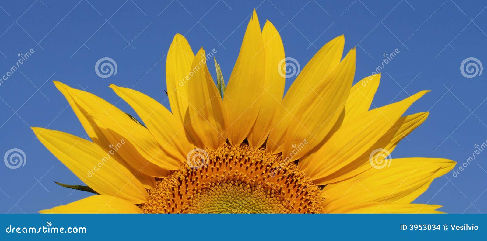 Half Of Sunflower On A Dark Background Royalty-Free Stock Photo ...