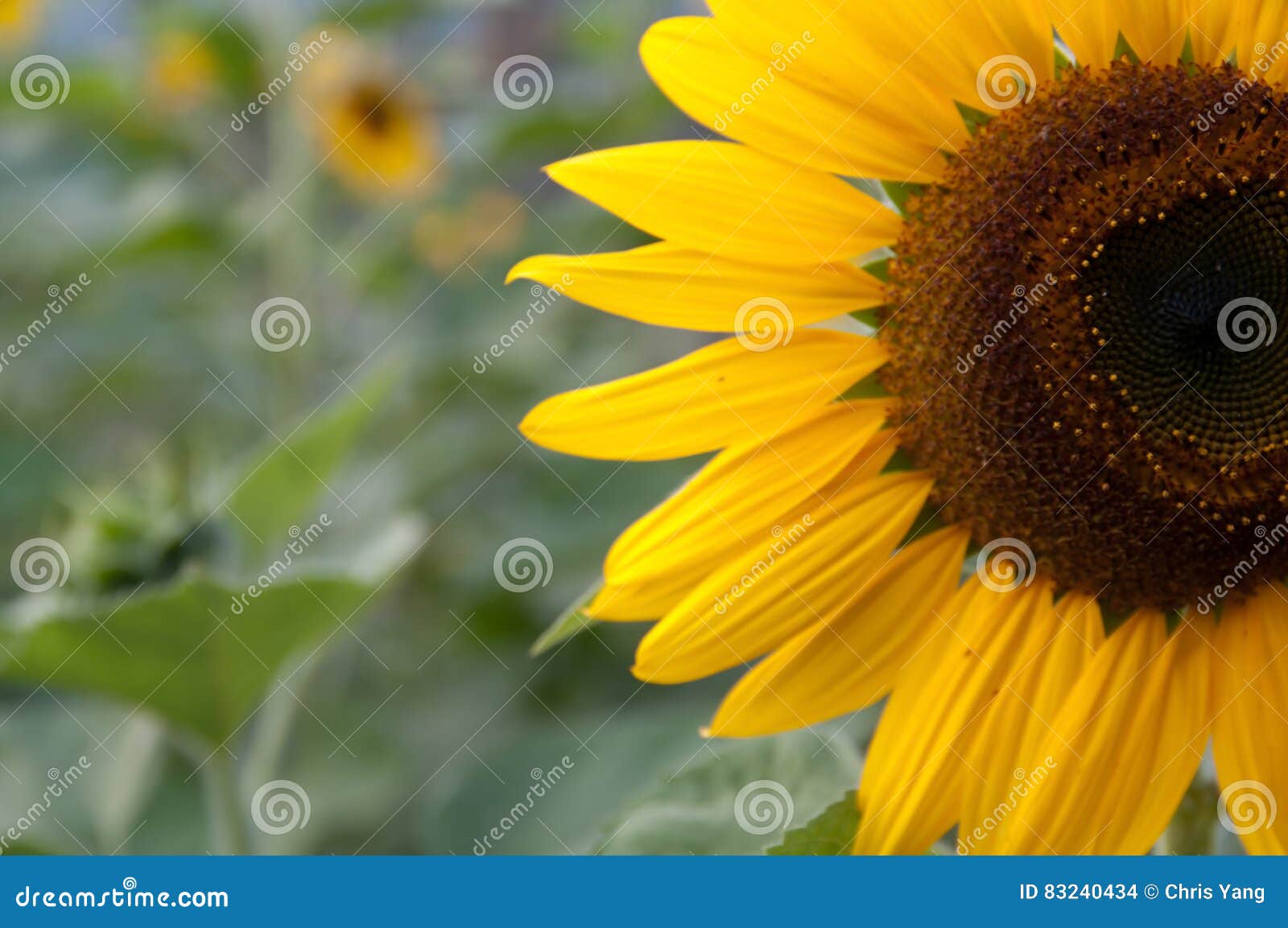 Half of sunflower stock photo. Image of growth, city - 83240434