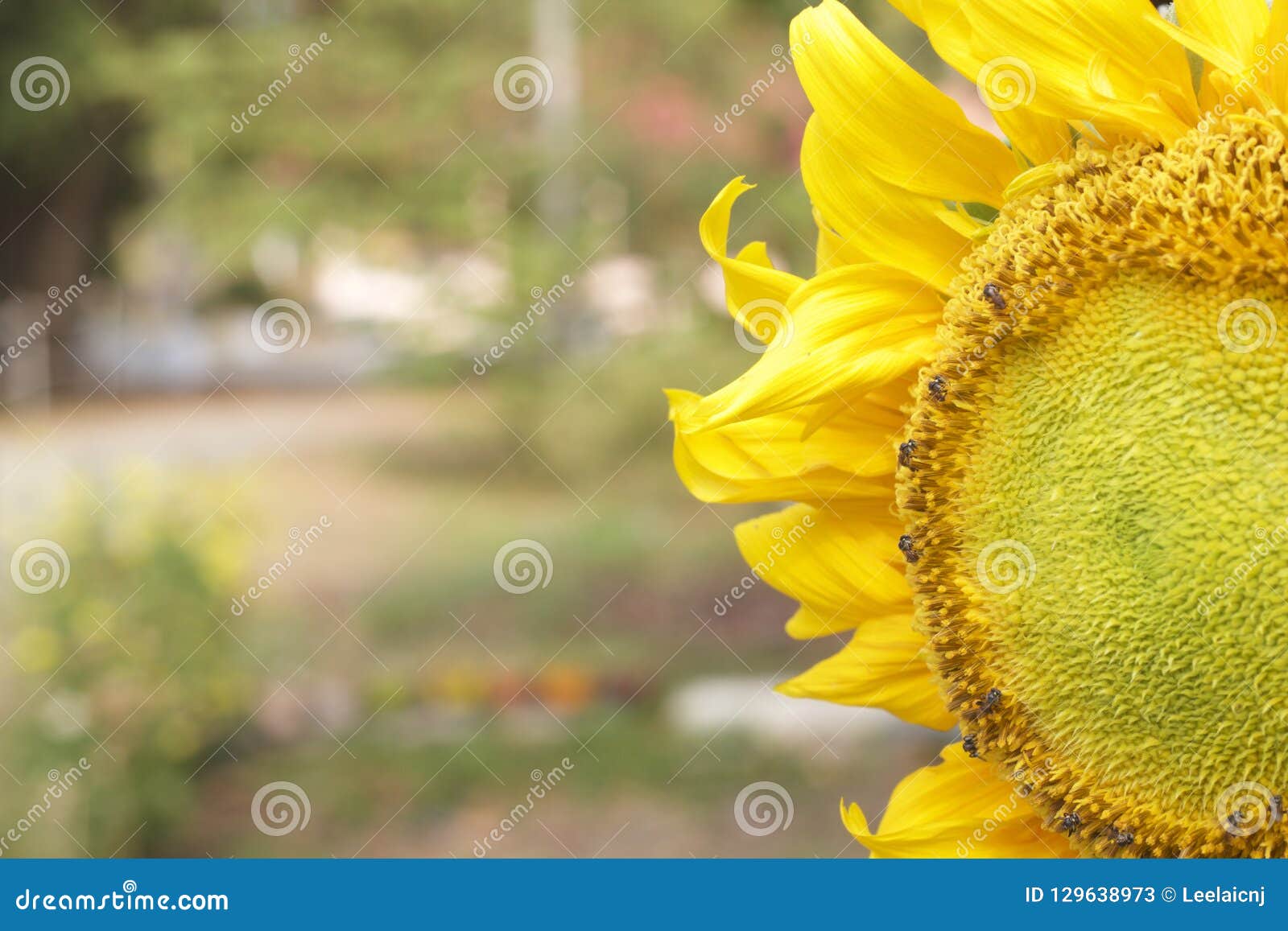 Half of Sunflower Blooming with Nature Stock Image - Image of floral ...