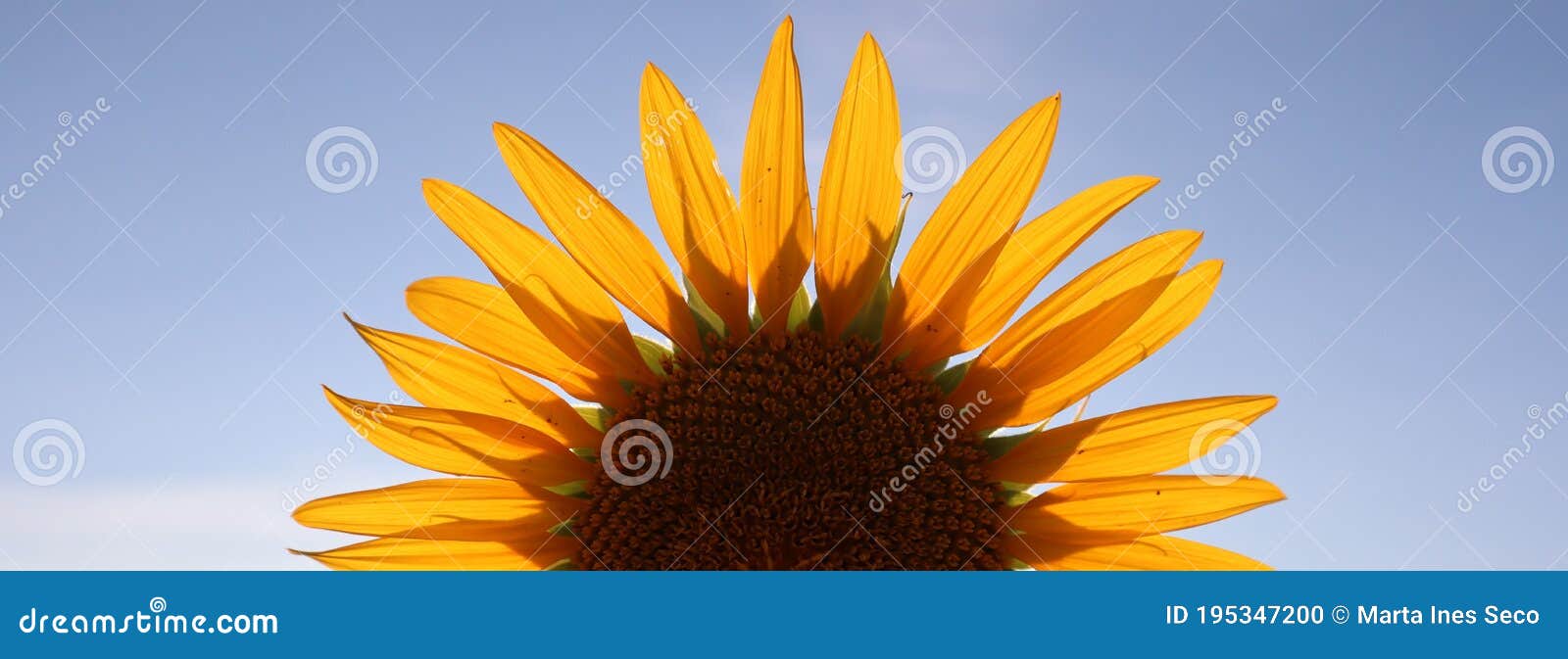Half Sunflower Royalty-Free Stock Image | CartoonDealer.com #83930182