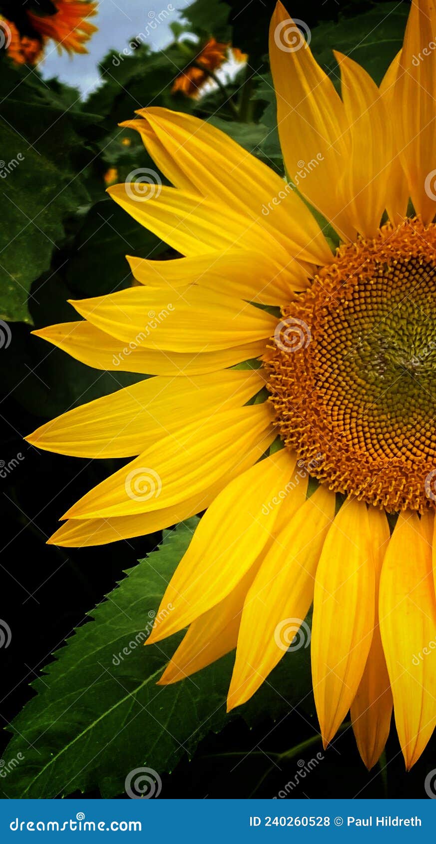 Half a sunflower stock photo. Image of season, floral - 240260528
