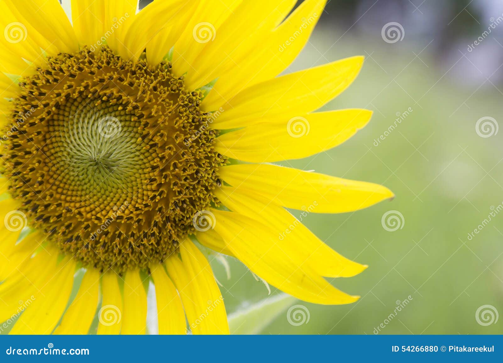 A half of sunflower stock photo. Image of yellow, green - 54266880