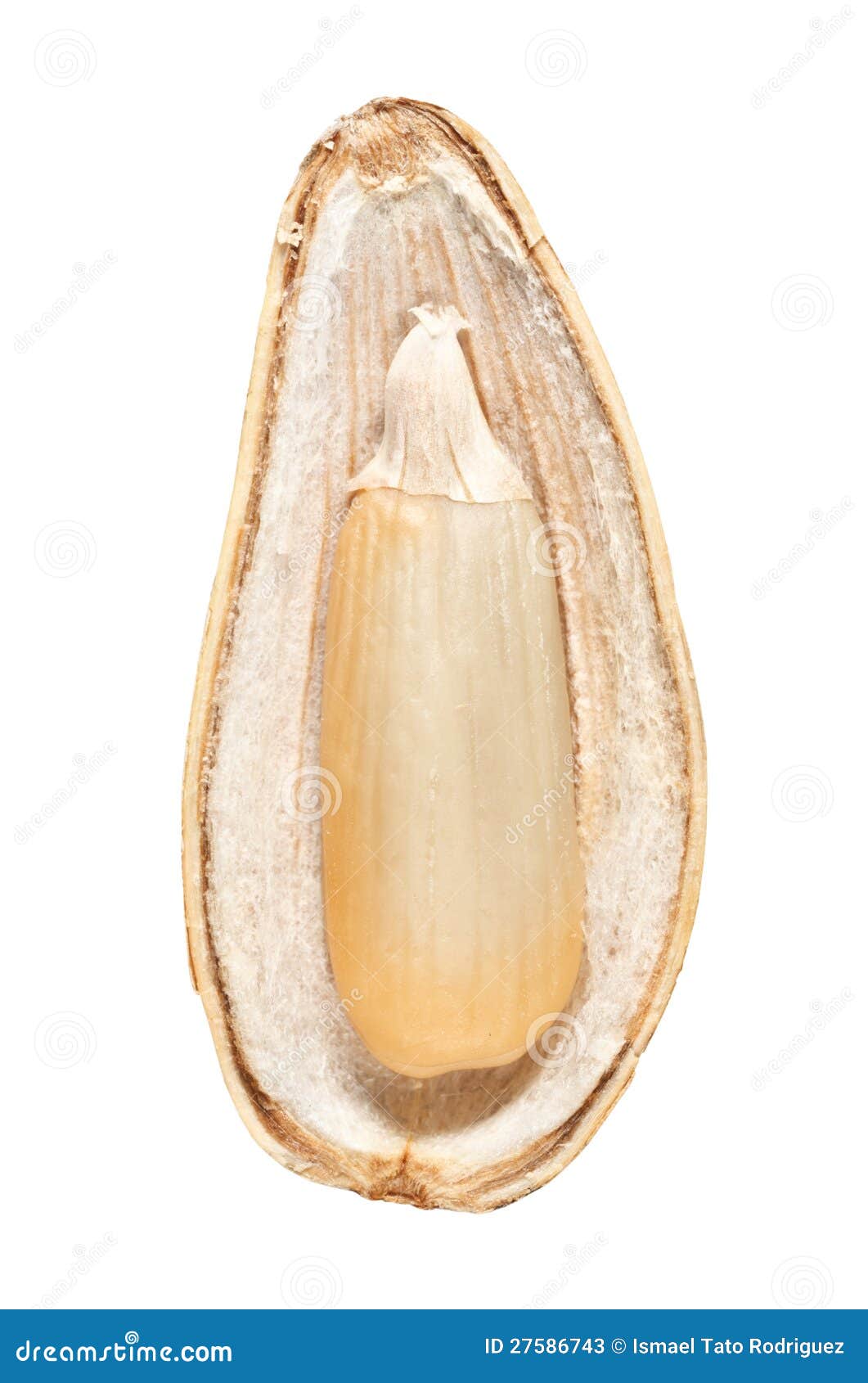 Half Sunflower Seed stock image. Image of closeup, fruits - 27586743