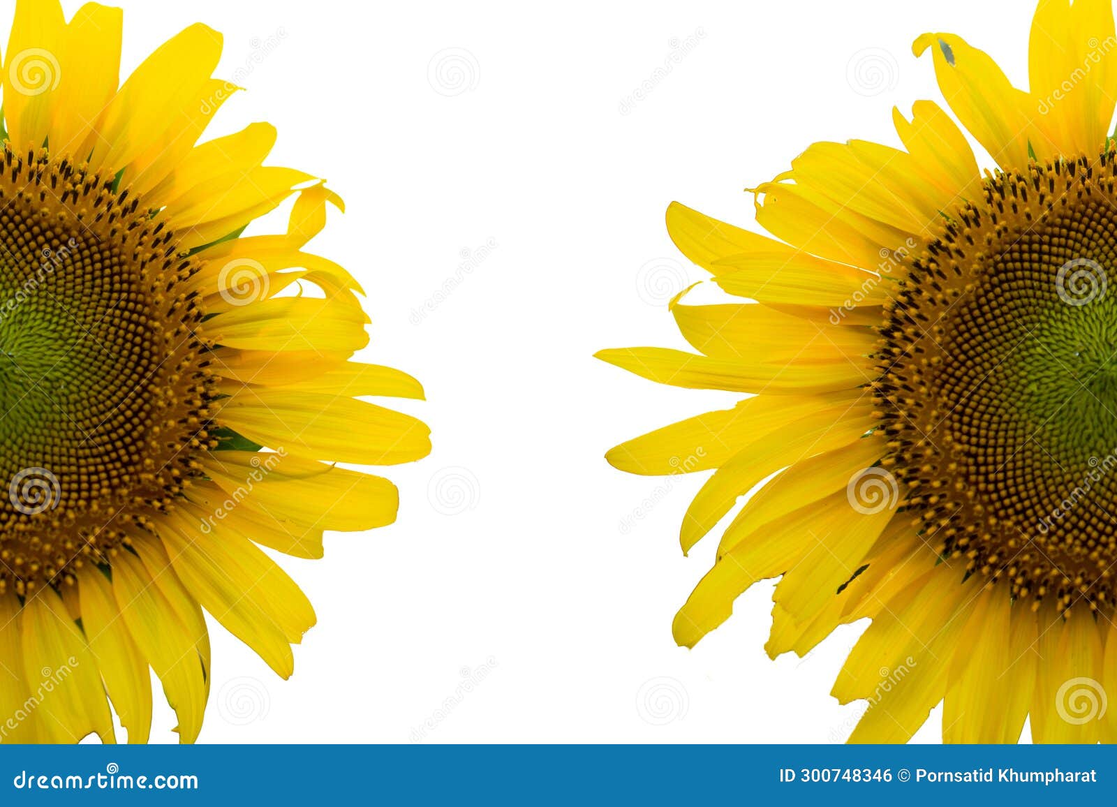 Half Sunflowers on Isolated Background and Free Space Stock Photo ...