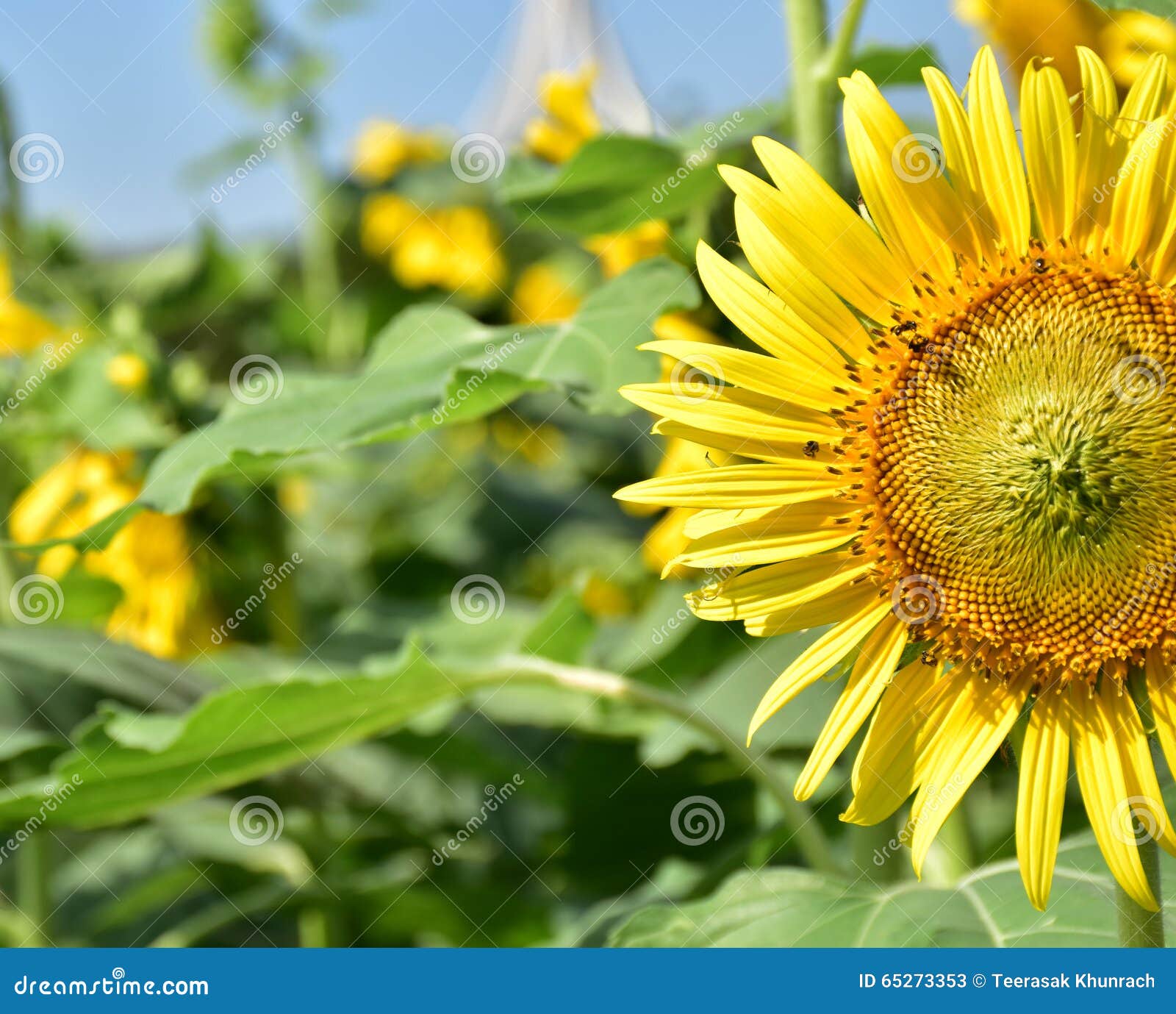 Half of sunflowers stock image. Image of plant, meadow - 65273353