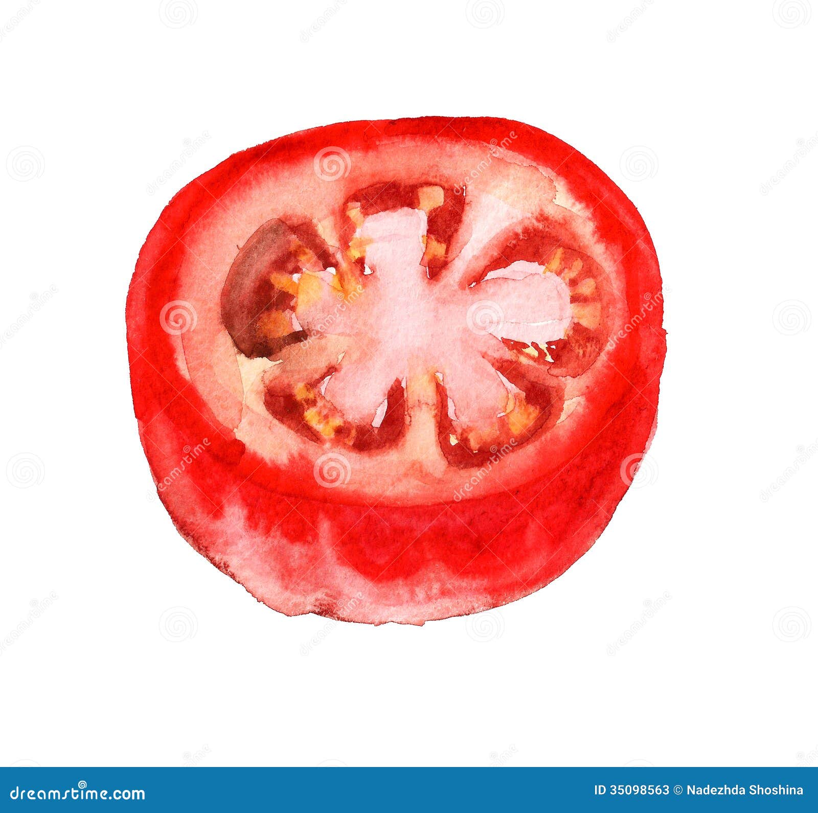 Half of tomato stock illustration. Illustration of drawn - 35098563