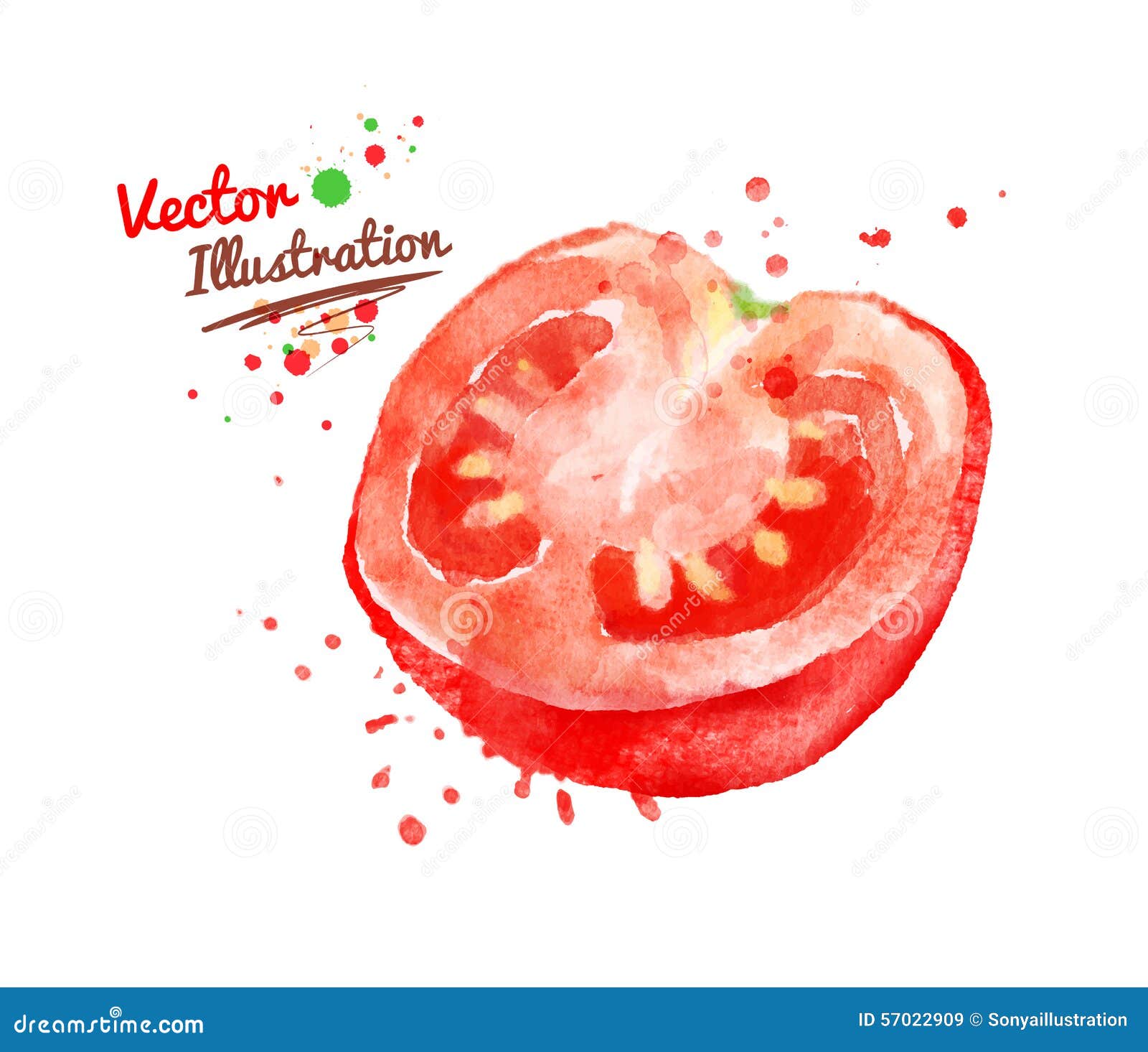 Half of tomato stock vector. Illustration of aquarelle - 57022909