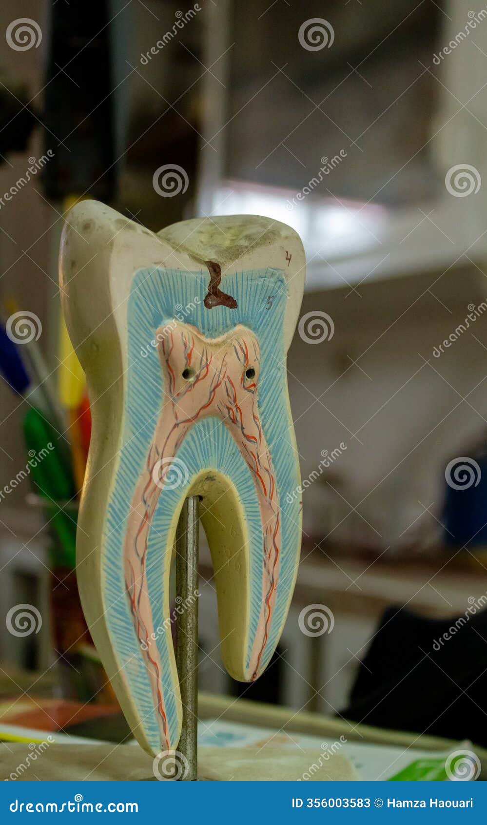 Tooth Model in a School Laboratory Stock Image - Image of medicine ...