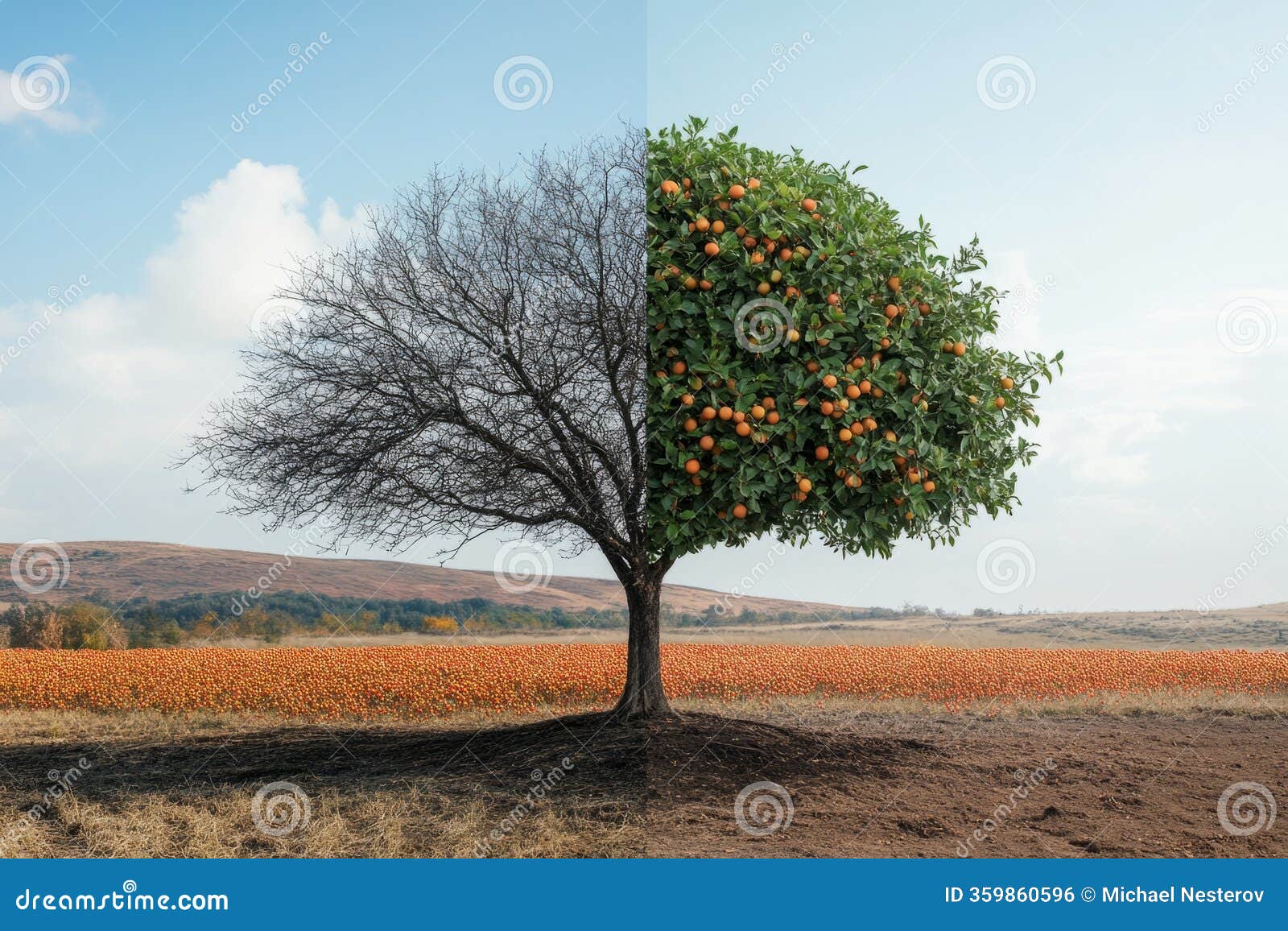 Half of the Tree is Alive and Full of Oranges, while the Other Half is ...