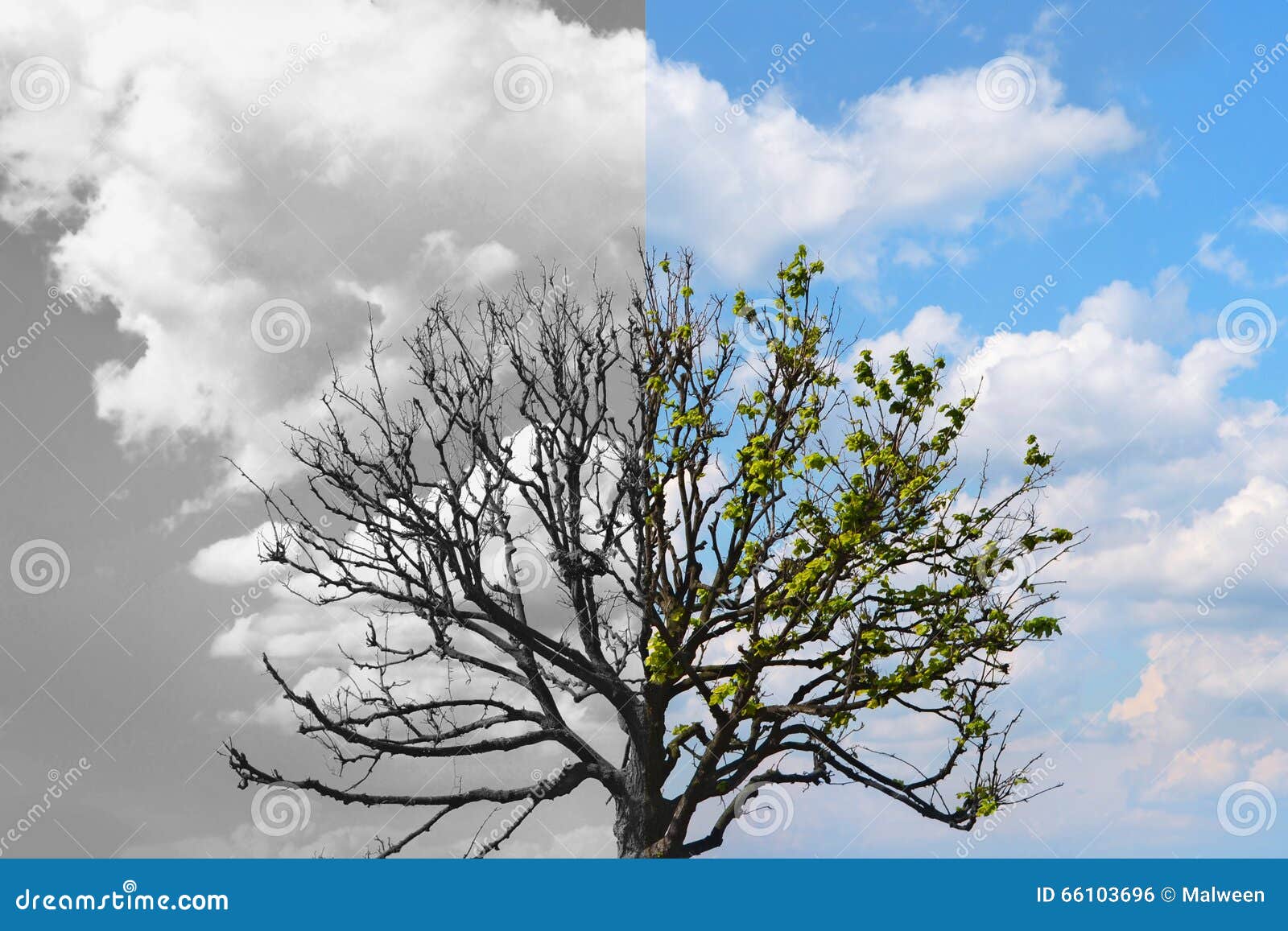 Bare Green Half Tree Stock Photos - Free & Royalty-Free Stock Photos ...