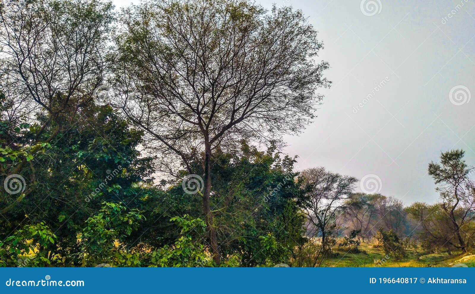 Half Tree, Alone Tree in Jungle Stock Image - Image of leaf, shrub ...