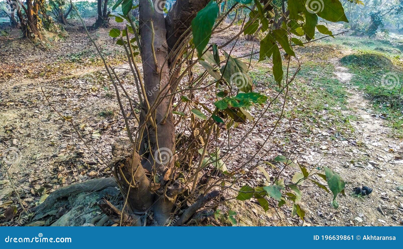 Half Tree, Alone Tree in Jungle Stock Image - Image of alone, jungle ...