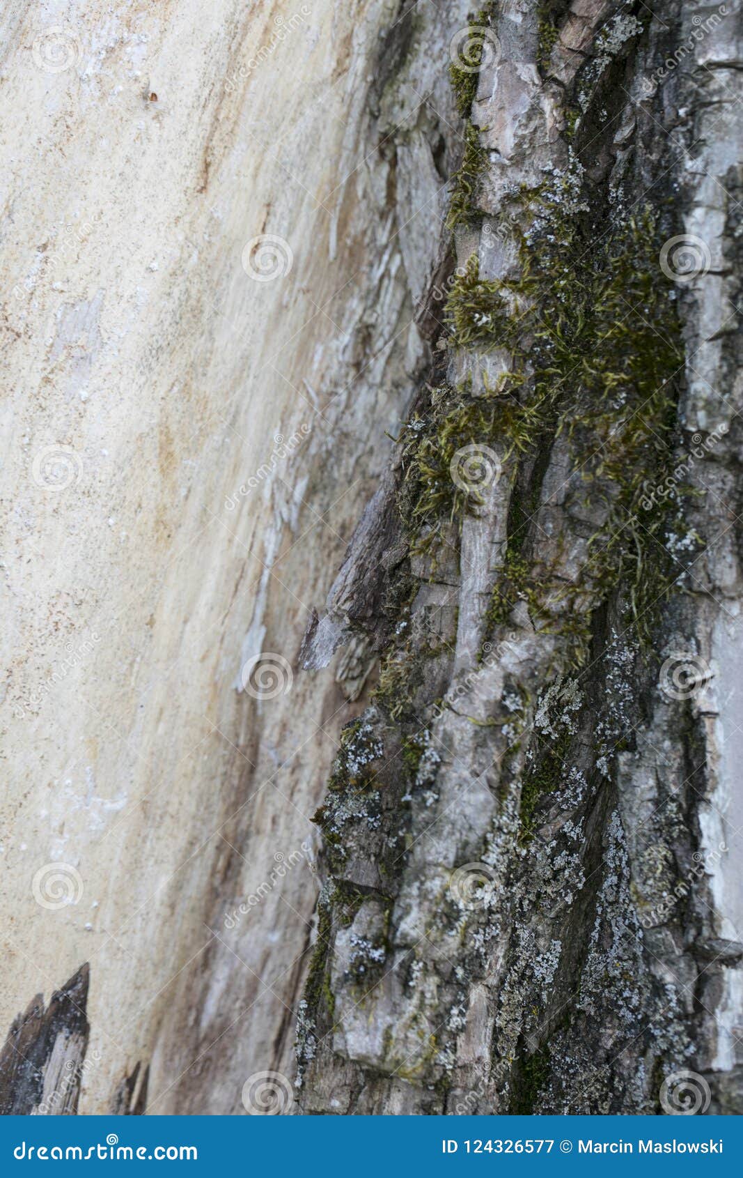 Half a Tree in the Bark As a Background, Vertical Stock Image - Image ...