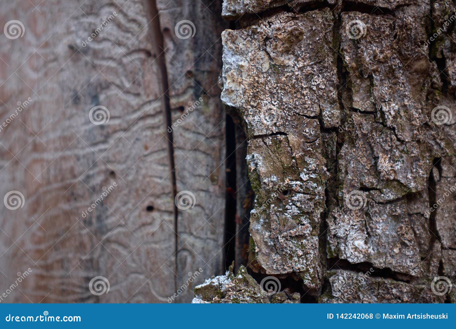 Half Tree Bark Texture on a Birch Tree Stock Photo - Image of forestry ...