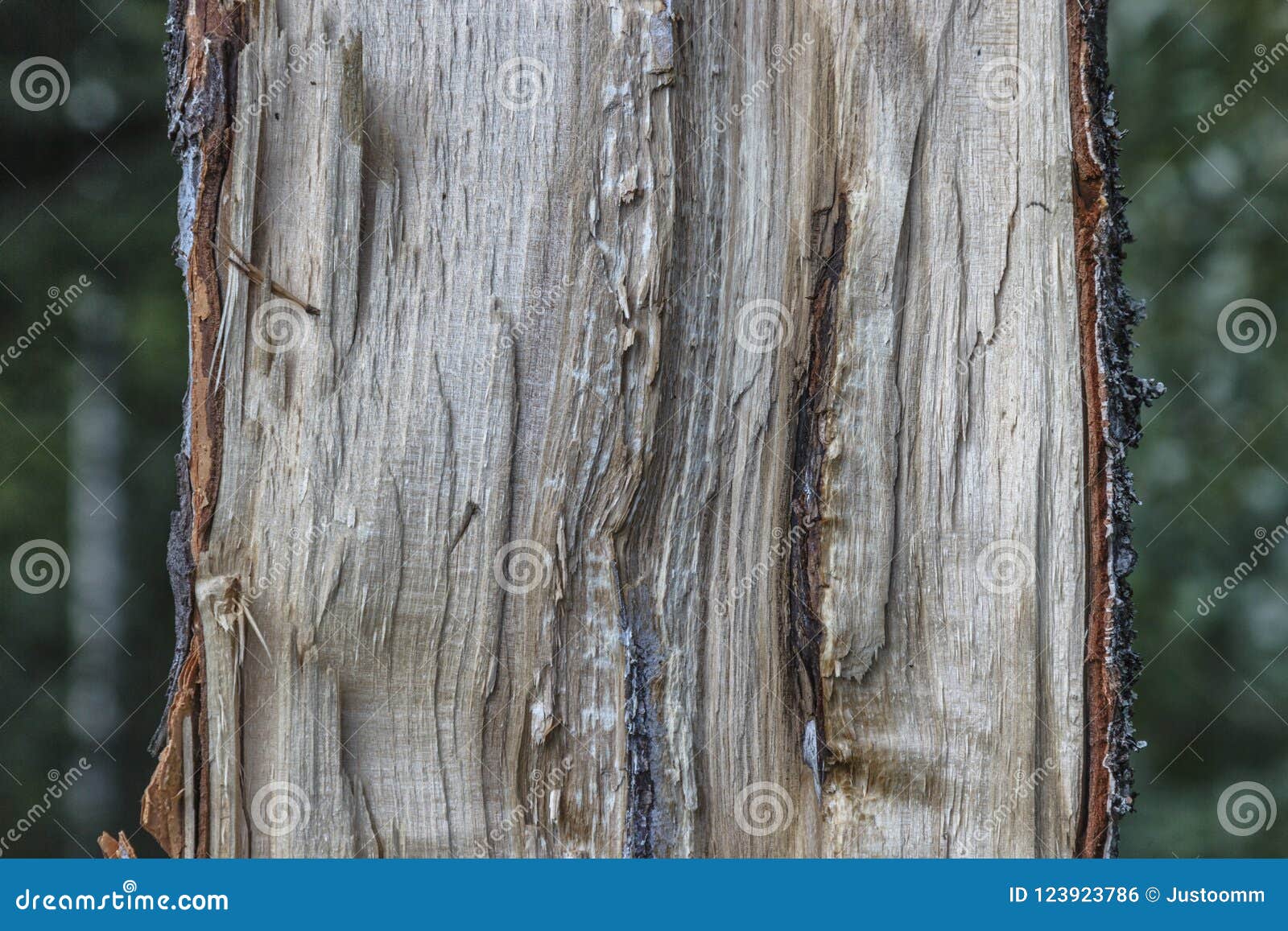 Half a Tree Cracked Tree Trunk in the Woods Stock Photo - Image of ...
