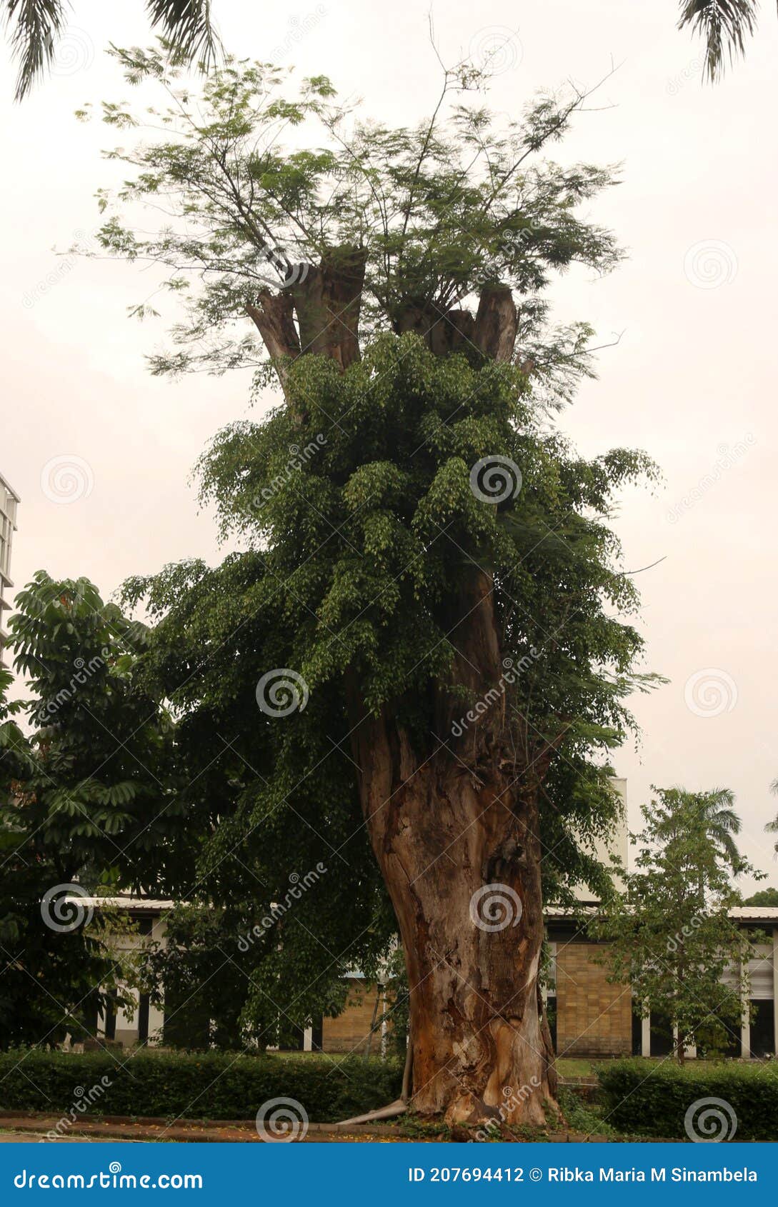 A half tree stock photo. Image of evergreen, produce - 207694412