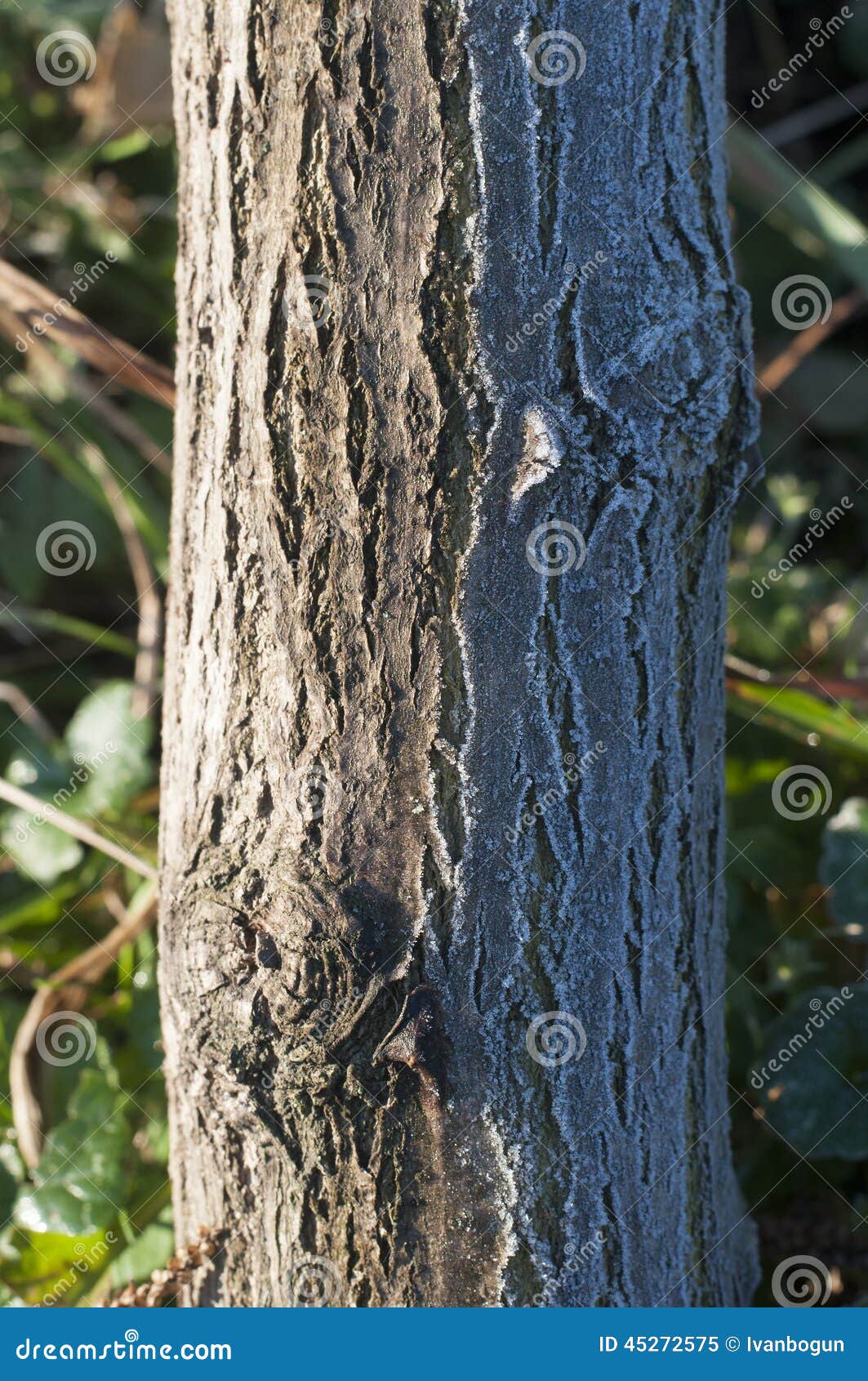 Half Tree Trunk Covered with Frost. Stock Image - Image of reverse ...