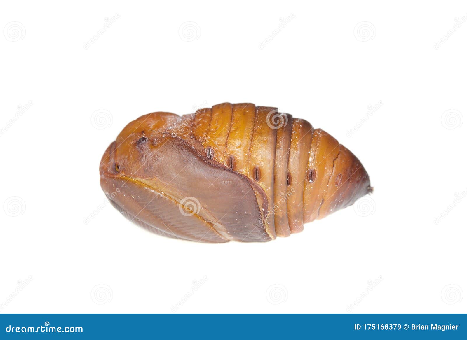 Polyphemus Moth Pupa on White Stock Image - Image of central, grows ...