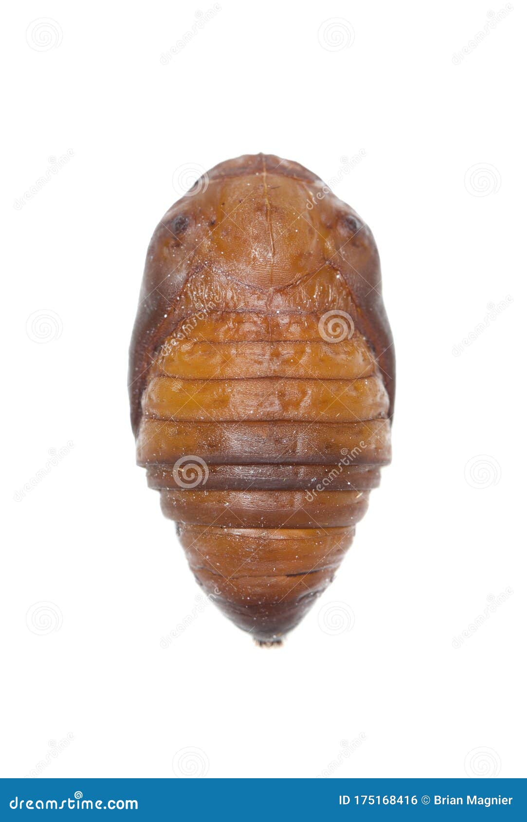Polyphemus Moth Pupa on White Stock Photo - Image of amazing ...