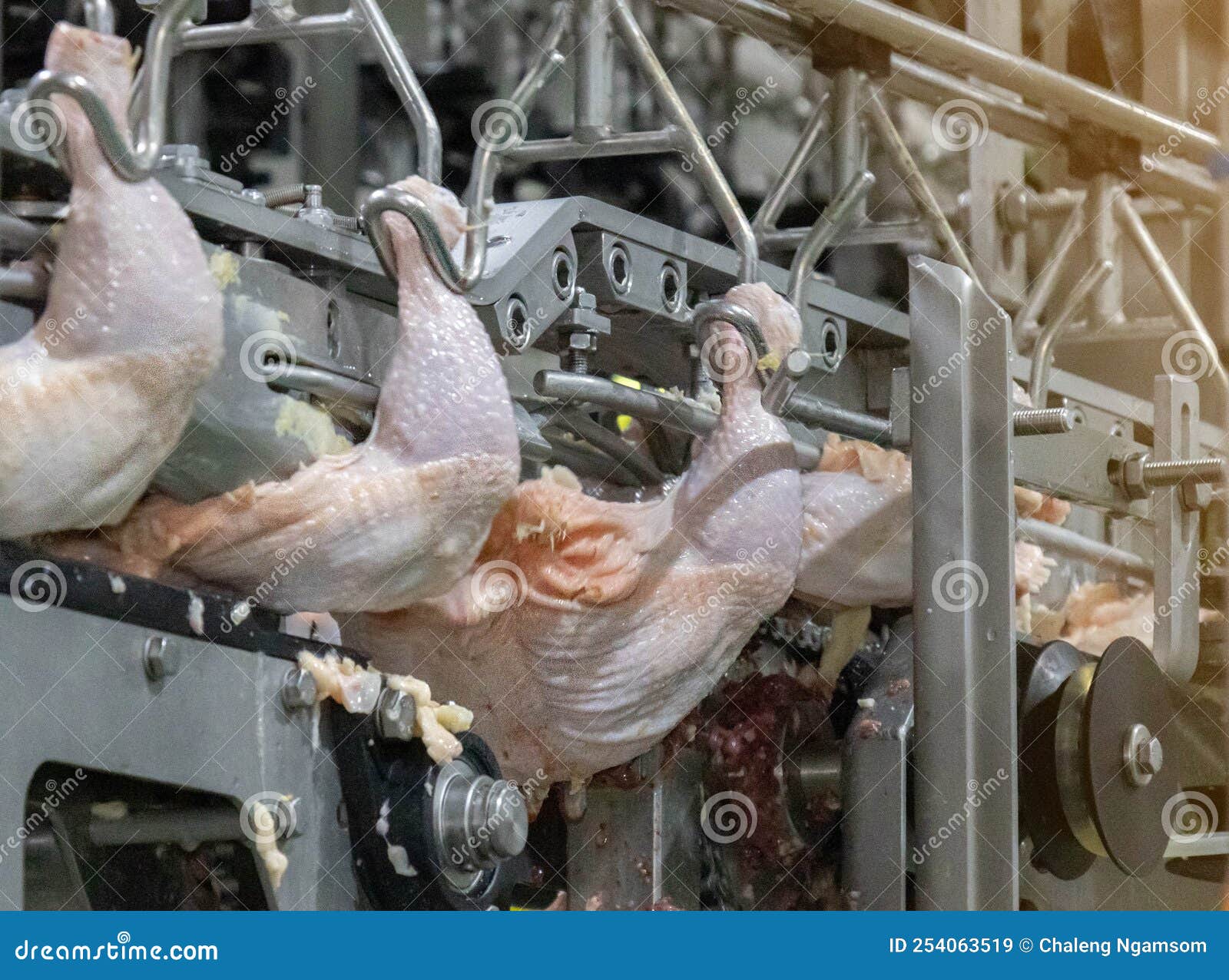 A Half Whole Chicken To Automatic Cutting Leg Quarter Stock Image ...