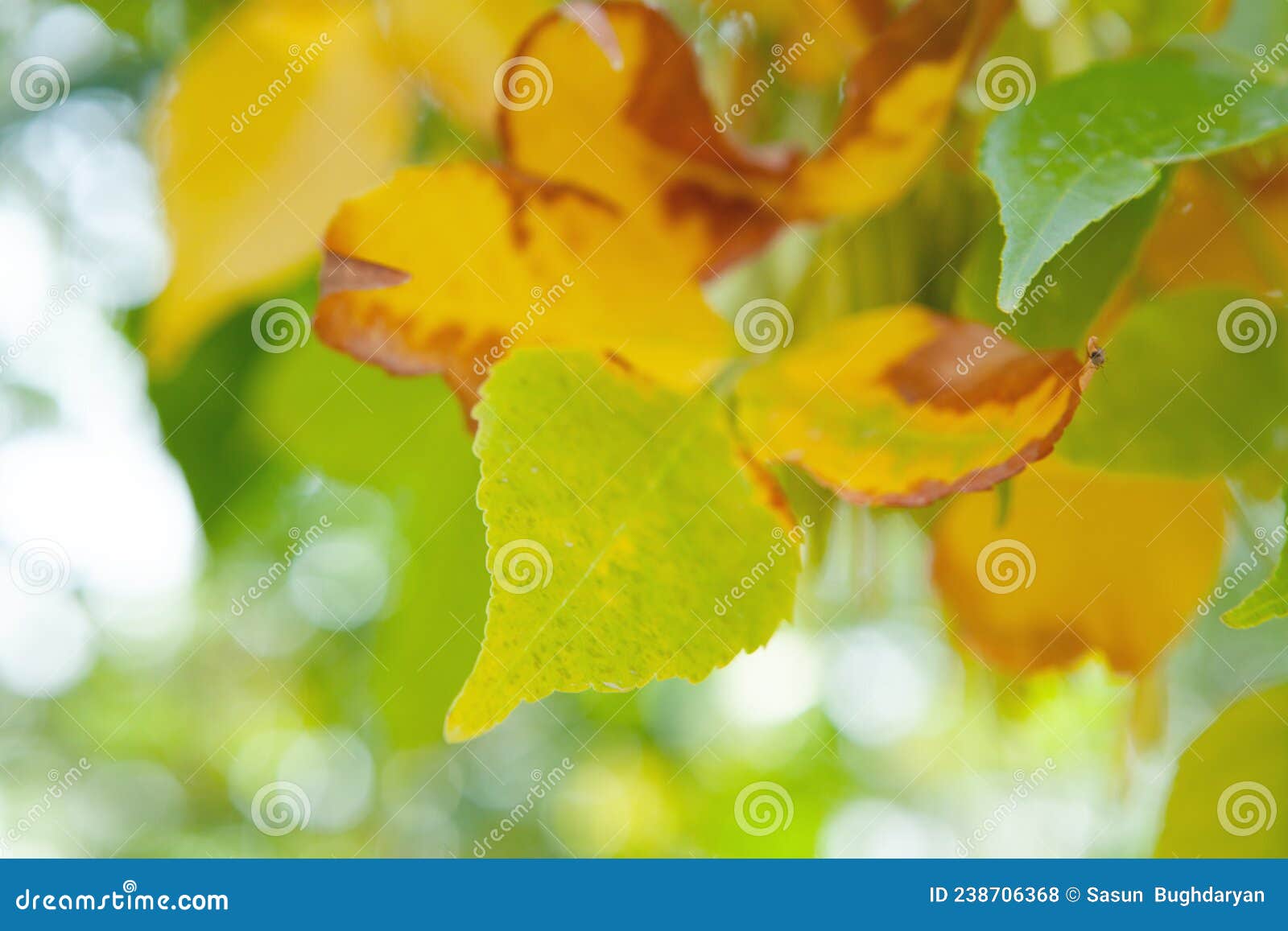 Half-withered Leaf on a Tree Branch Stock Photo - Image of fresh ...
