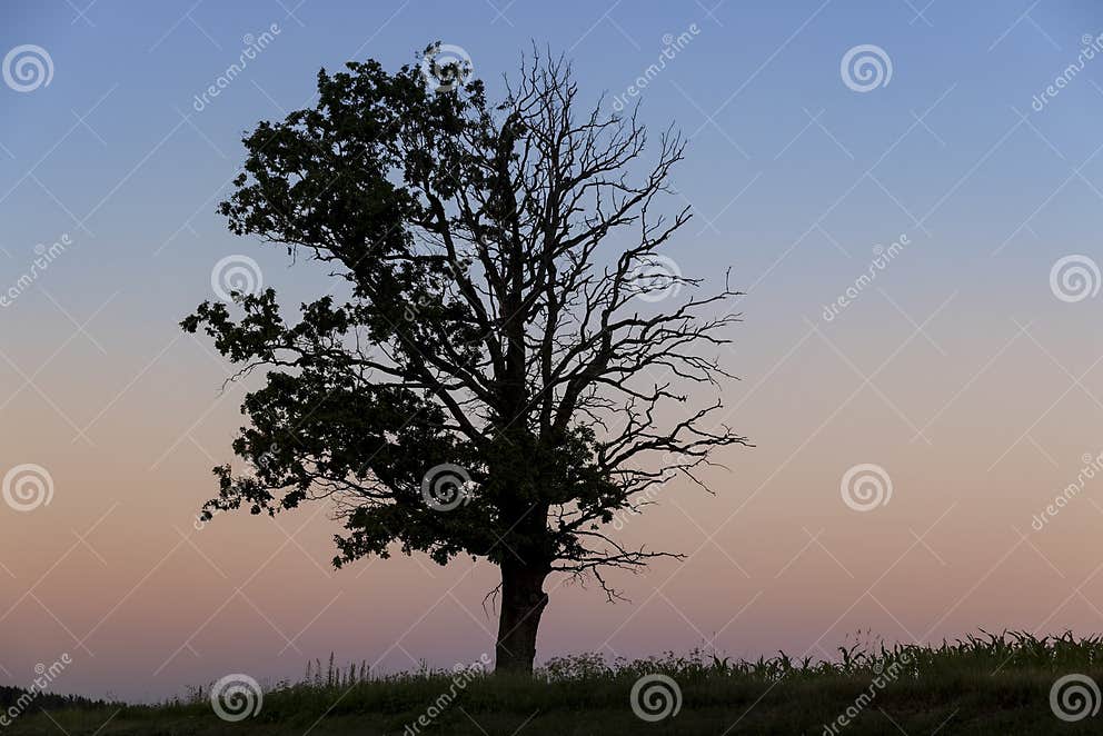 A Half Withered Tree Grows on a Hill Near Sunset Stock Image - Image of ...