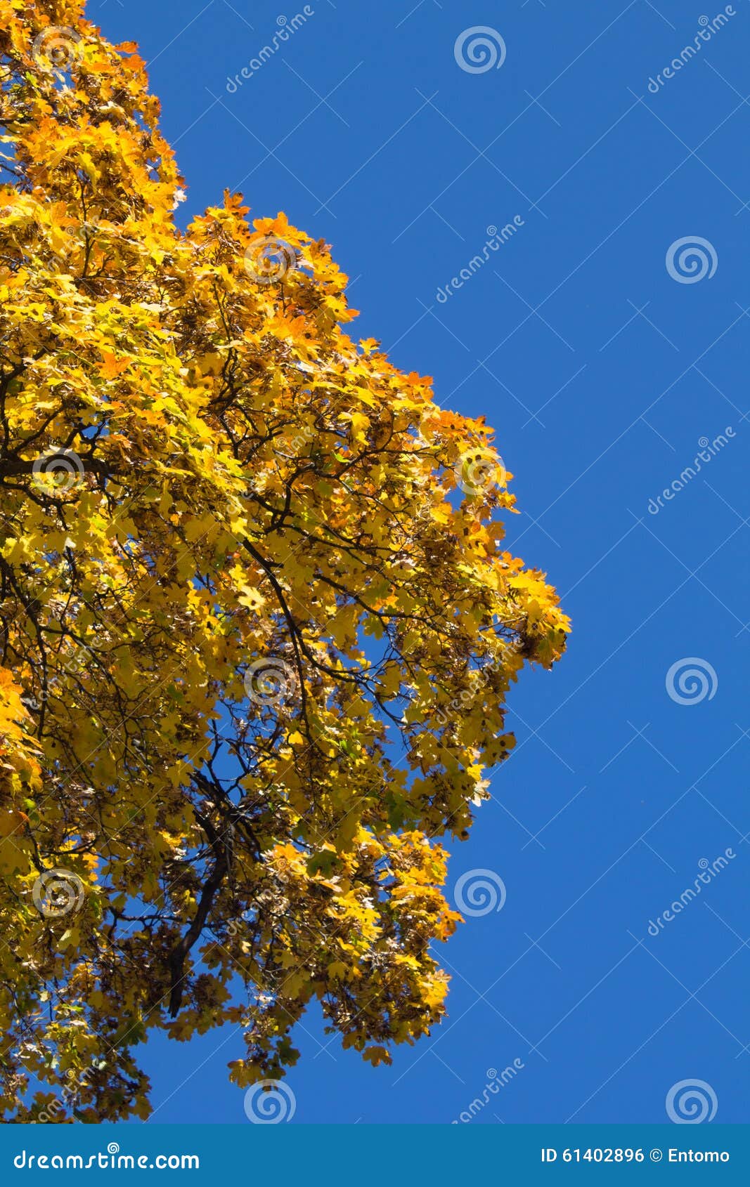 Half yellow fading tree stock photo. Image of branches - 61402896