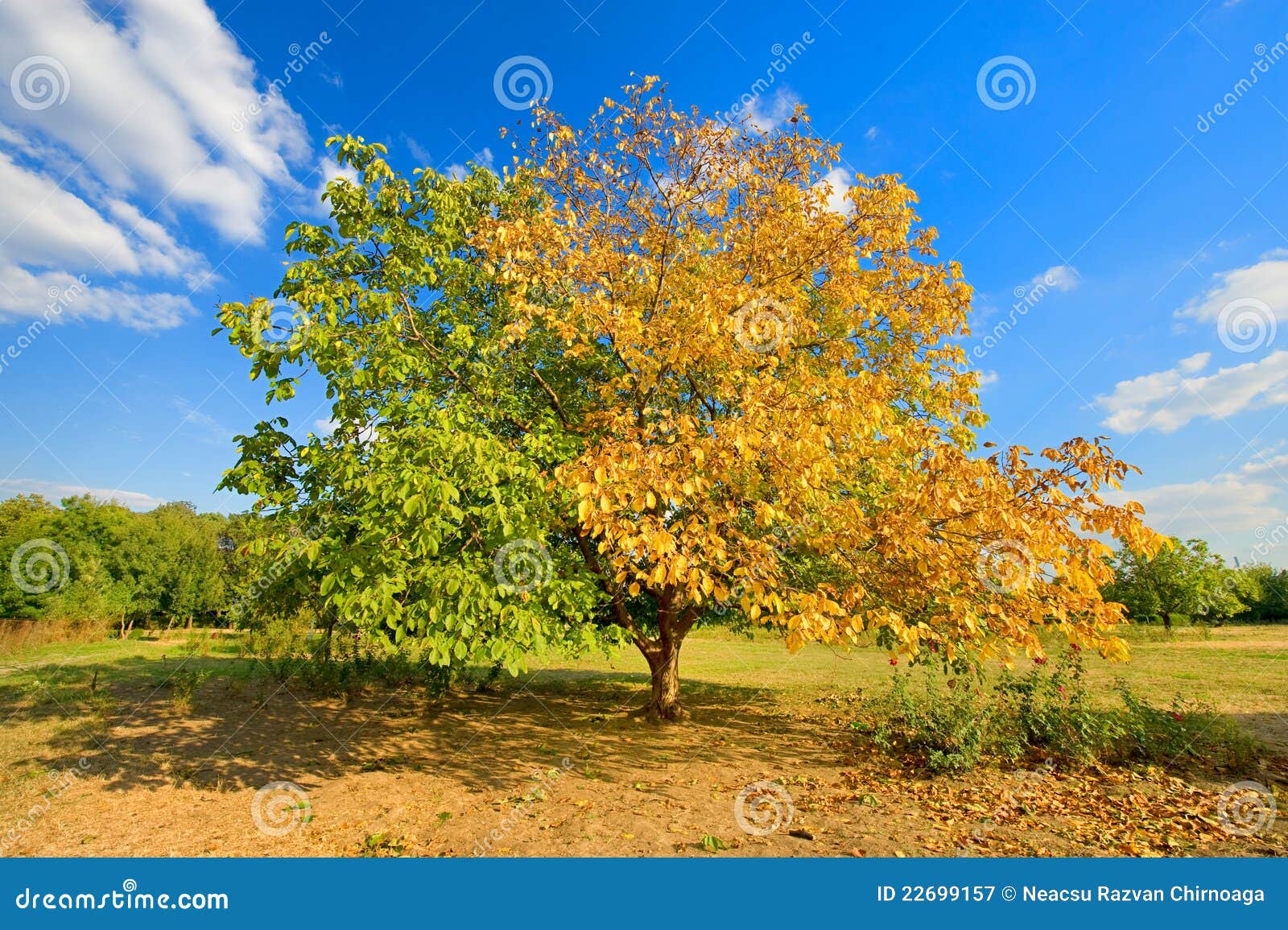 Half Yellow and Half Green Tree Stock Image - Image of abstract, plant ...