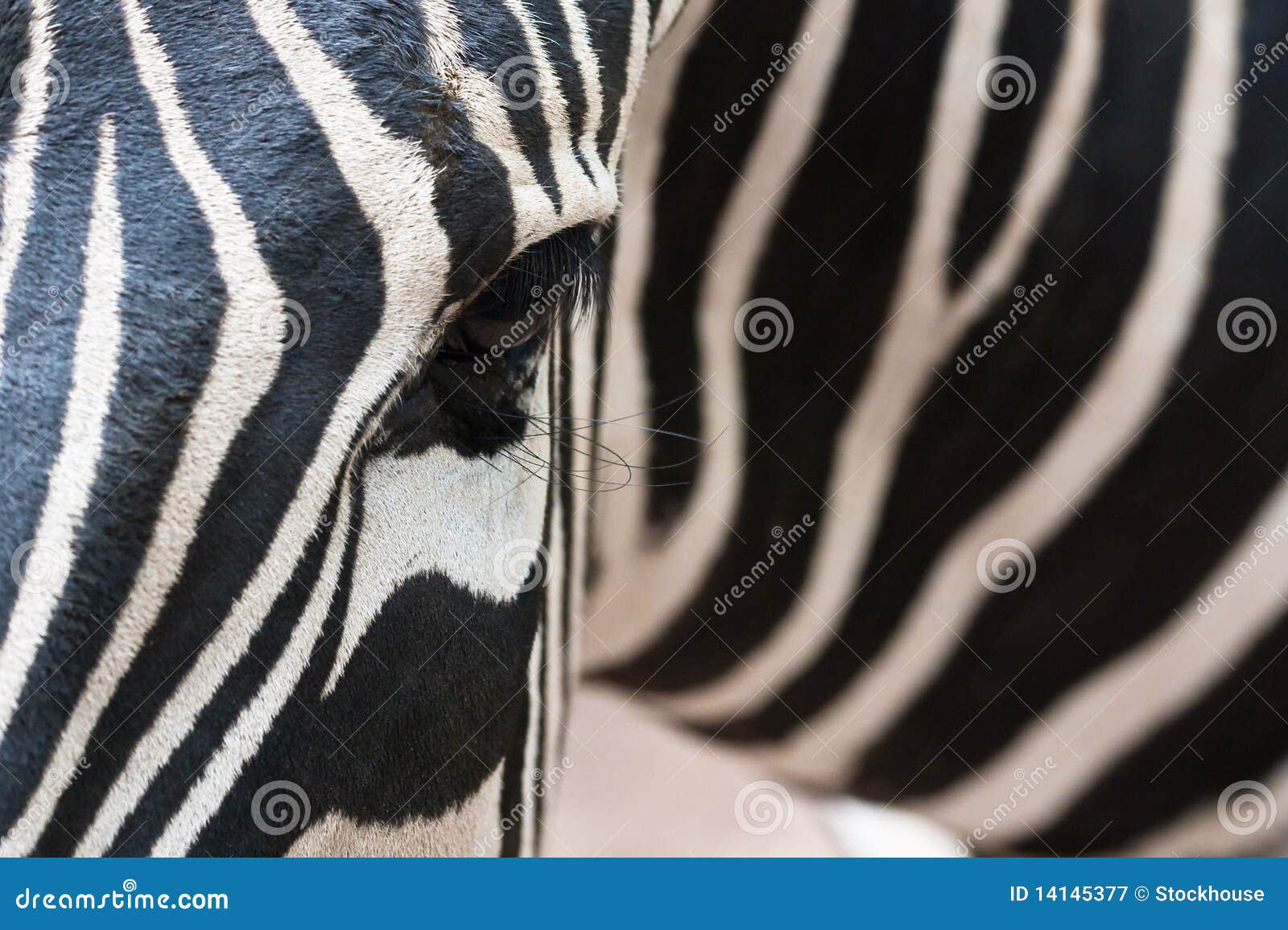 Half a zebra stock image. Image of camouflage, lines - 14145377