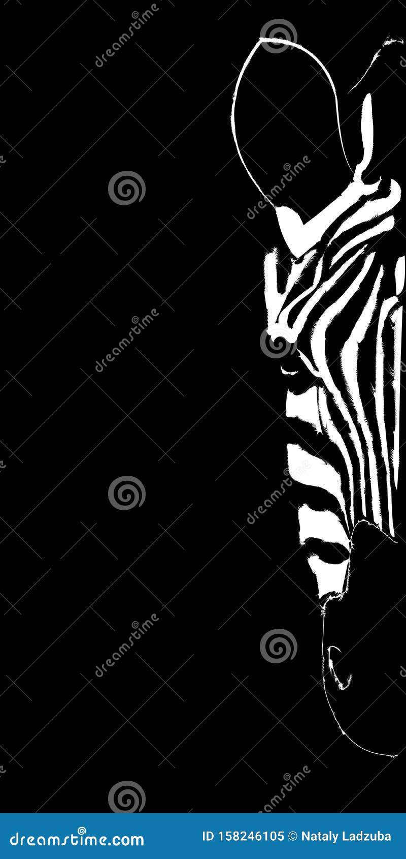 Half Zebra Muzzle on Black Background Stock Vector - Illustration of ...