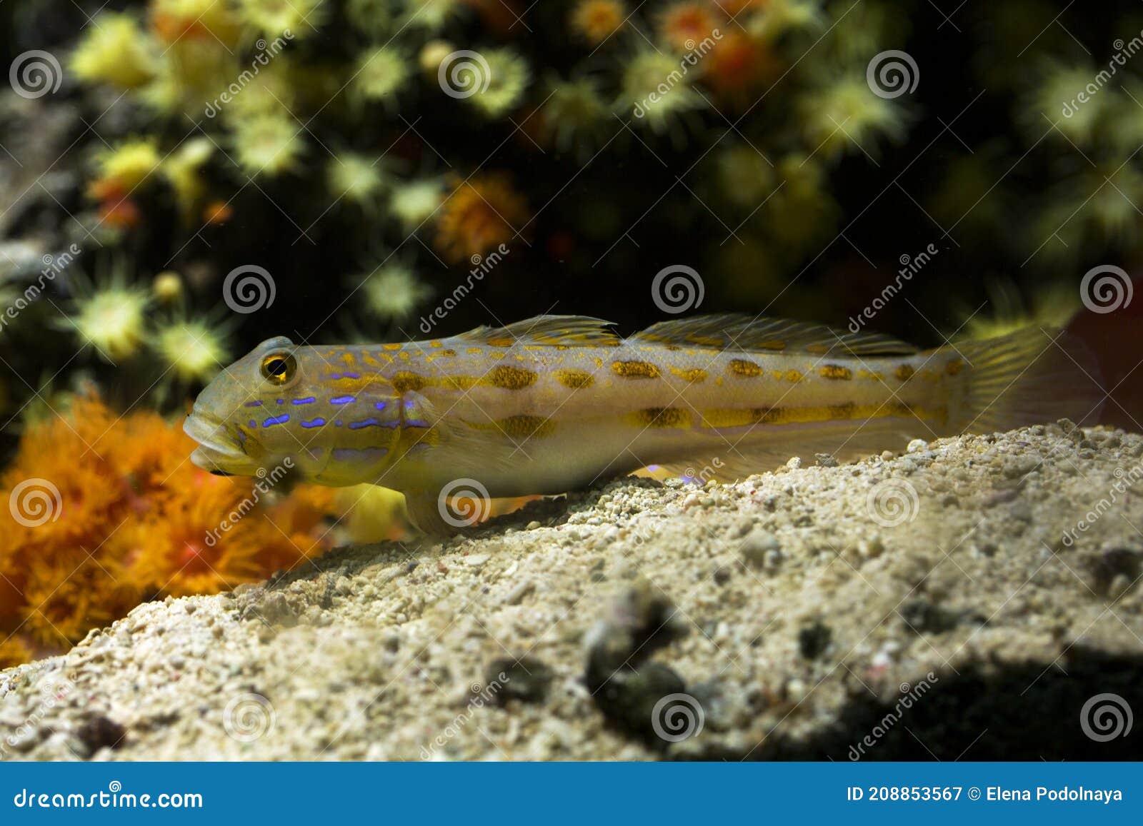 The Halfbarred Goby ( Amblygobius Semicinctus). Stock Image - Image of ...
