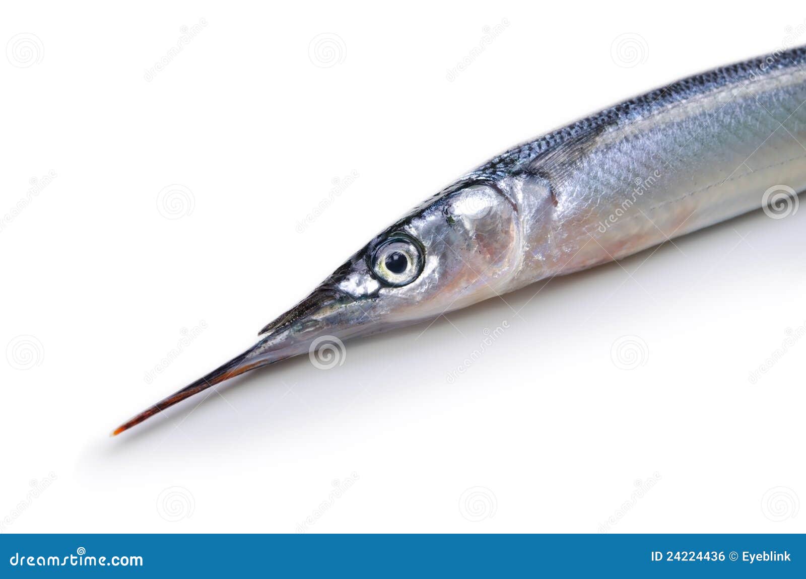 Halfbeak stock photo. Image of japanese, restaurant, aquatic - 24224436