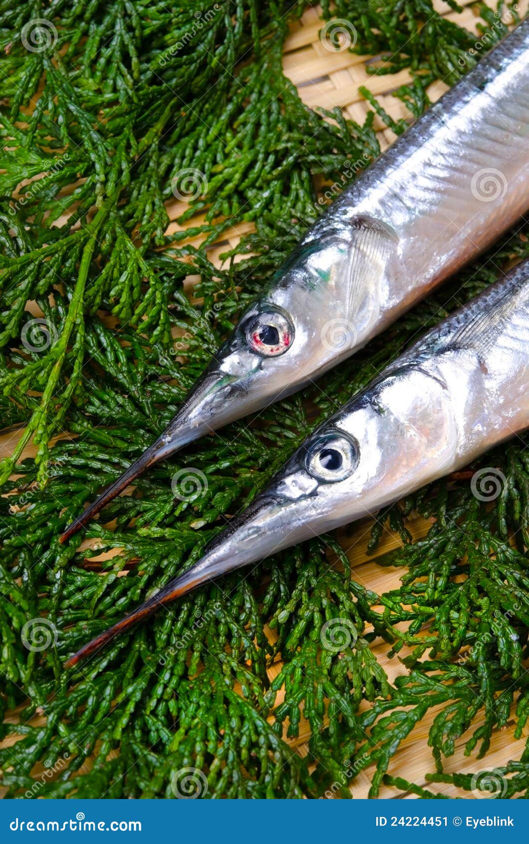 Halfbeak stock image. Image of healthy, fresh, japanese - 24224451