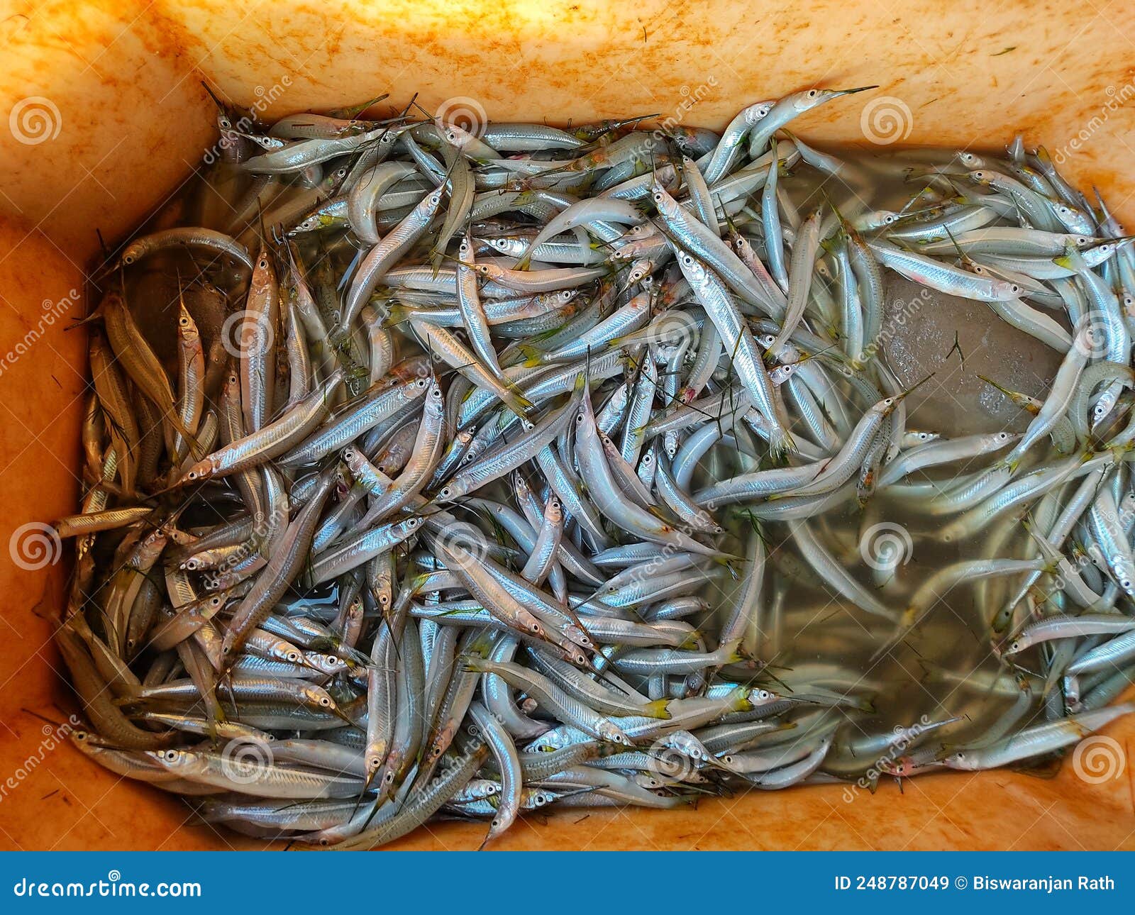 Halfbeak Fish Pile in Plastic Container in Indian Fish Market Halfbeak ...