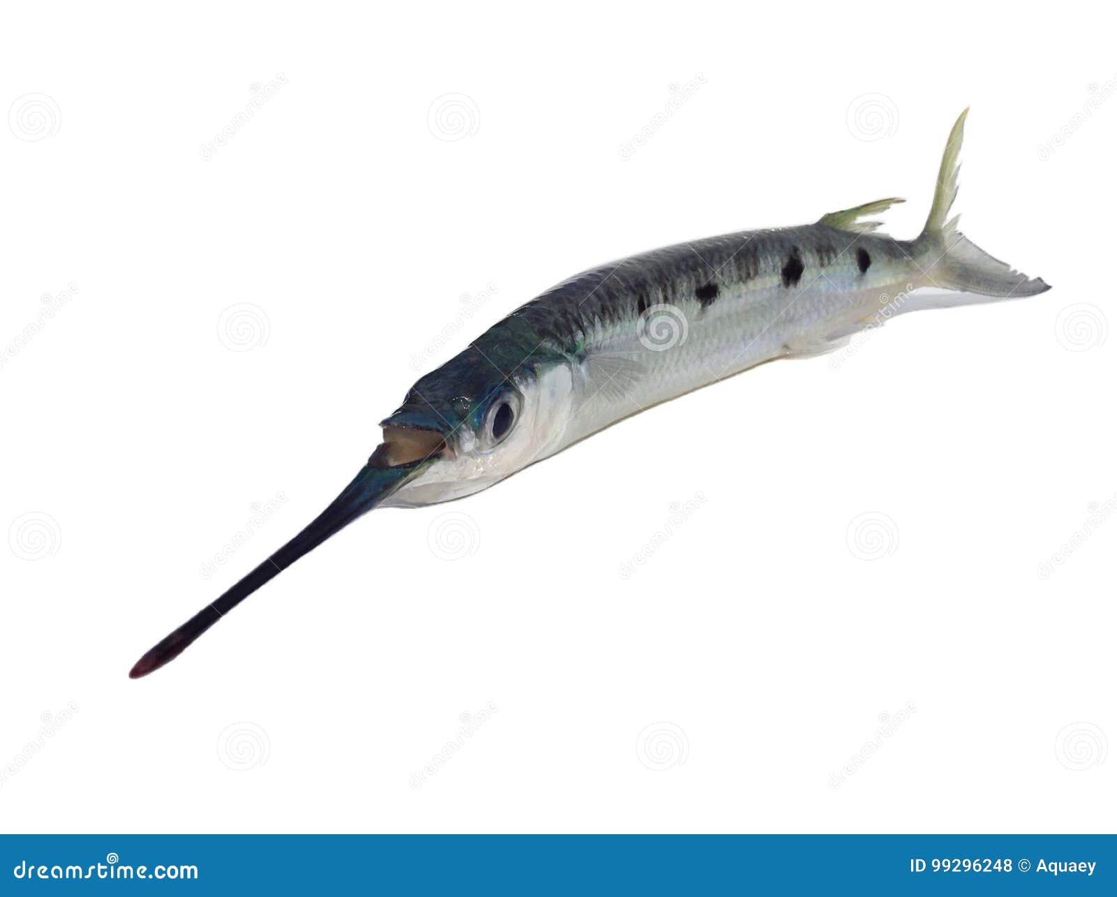 Halfbeak fish stock photo. Image of garfish, brackishwater - 99296248