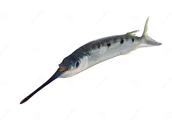 Halfbeak fish stock photo. Image of garfish, brackishwater - 99296248