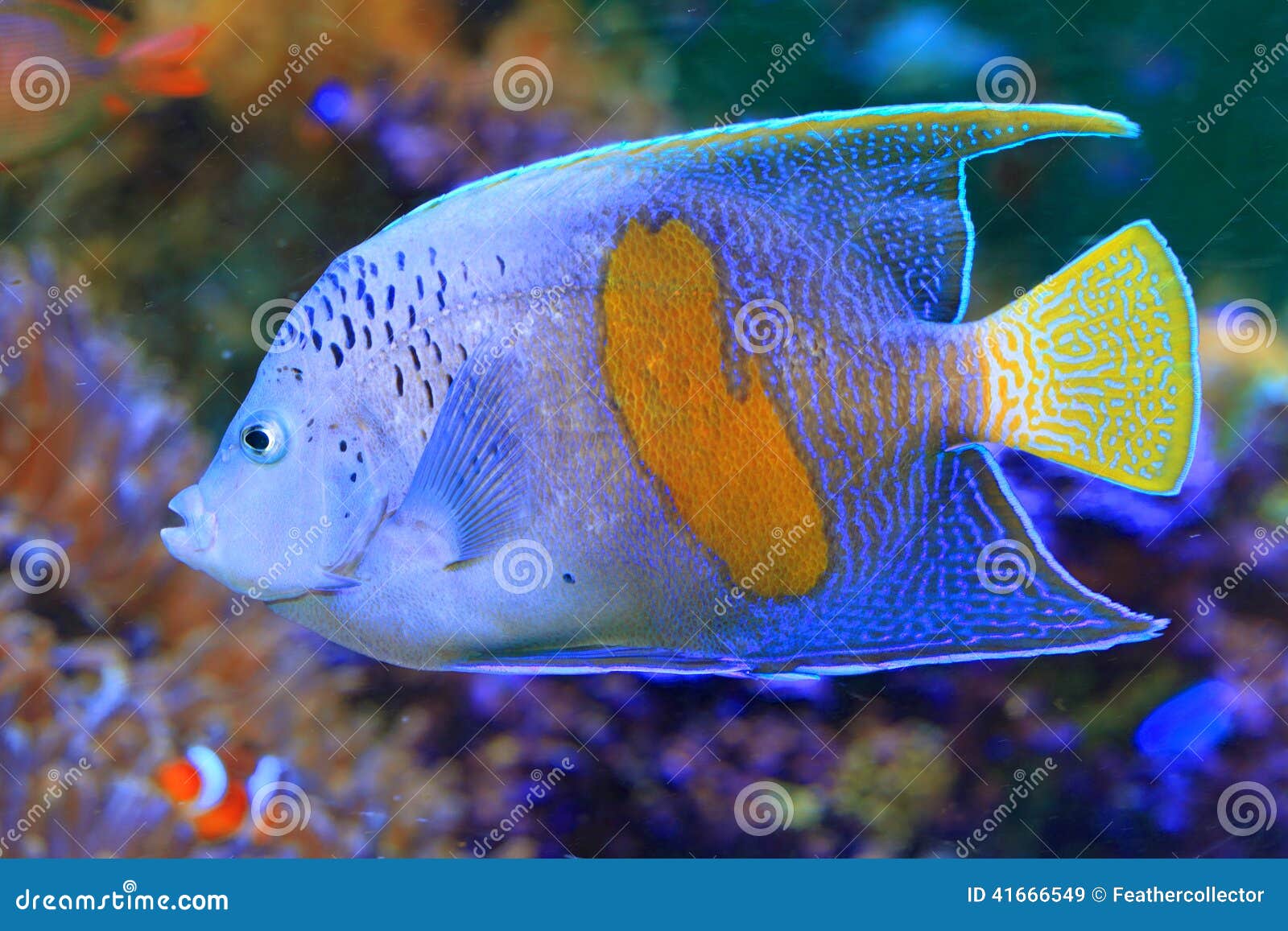 Halfmoon angelfish stock image. Image of fish, nature - 41666549