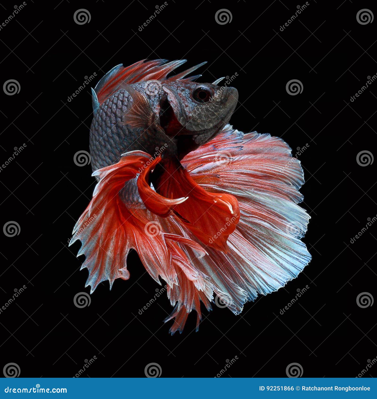 Halfmoon Betta on Black Background. Beautiful Fish. Swimming Flutter ...